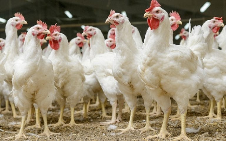 Produção de frango no DF movimentou R$ 1 bilhão - Misto Brasil